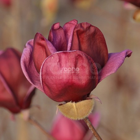 Magnolia 'Genie'