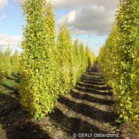 Ginkgo biloba 'Blagon'