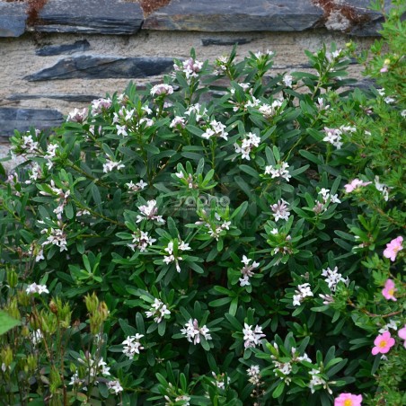 Daphne x transatlantica ETERNAL FRAGRANCE 'BLAFRA'