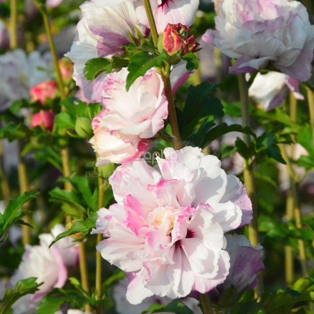 Hibiscus syriacus FRENCH CABARET® PASTEL 'MINDOUB1'