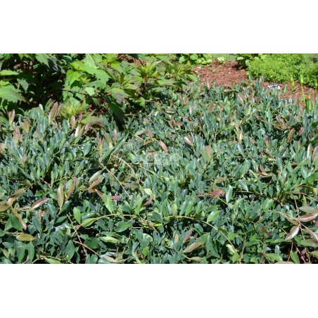 Distylium BLUE CASCADE 'PIIDISTII'