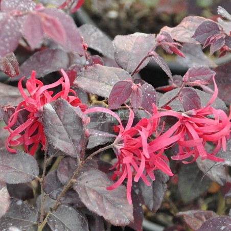 Loropetalum chinense EVER RED 'Chang Nian Hong'