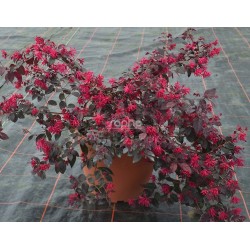 Loropetalum chinense EVER RED 'Chang Nian Hong'