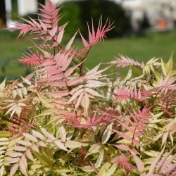 Sorbaria sorbifolia PINK HOPI® 'COUSORB05'