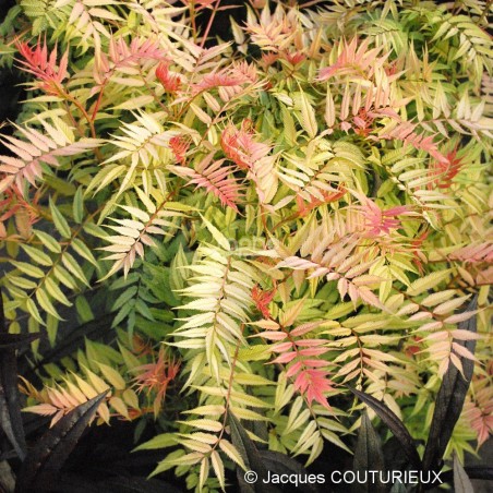 Sorbaria sorbifolia PINK HOPI® 'COUSORB05'