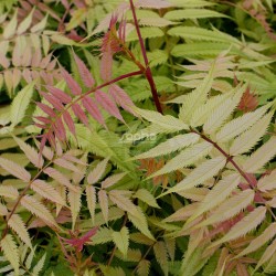 Sorbaria sorbifolia PINK HOPI® 'COUSORB05'