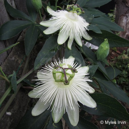 Passiflora RIVERSIDE ® 'Snow Queen'