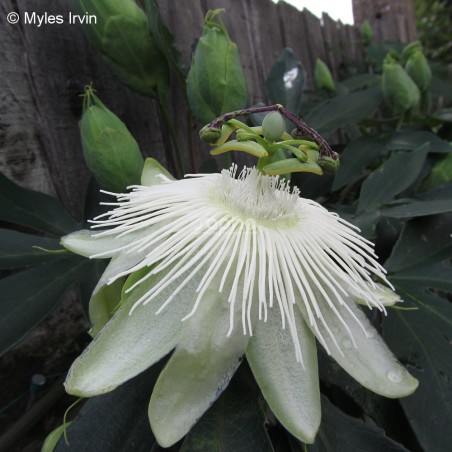 Passiflora RIVERSIDE ® 'Snow Queen'