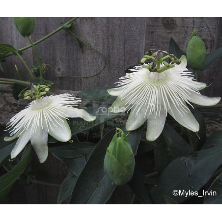 Passiflora RIVERSIDE ® 'Snow Queen'