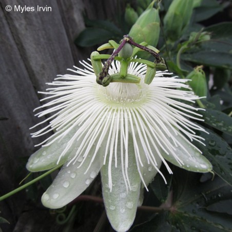 Passiflora RIVERSIDE ® 'Snow Queen'
