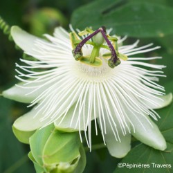 Passiflora RIVERSIDE ® 'Snow Queen'