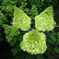 Hydrangea paniculata MAGICAL® Moonlight 'Kolmagimo'