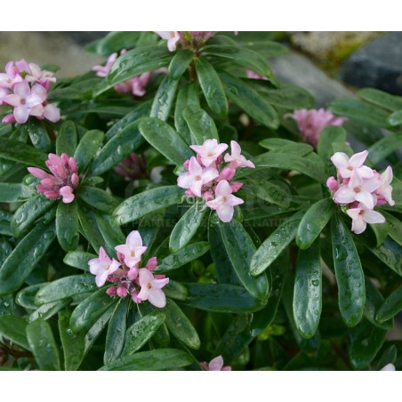 Daphne x transatlantica PINK FRAGRANCE 'BLAPINK'