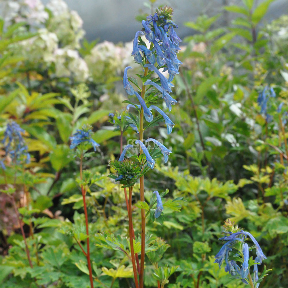 Corydalis x BLUE LINE® 'Couriblue'