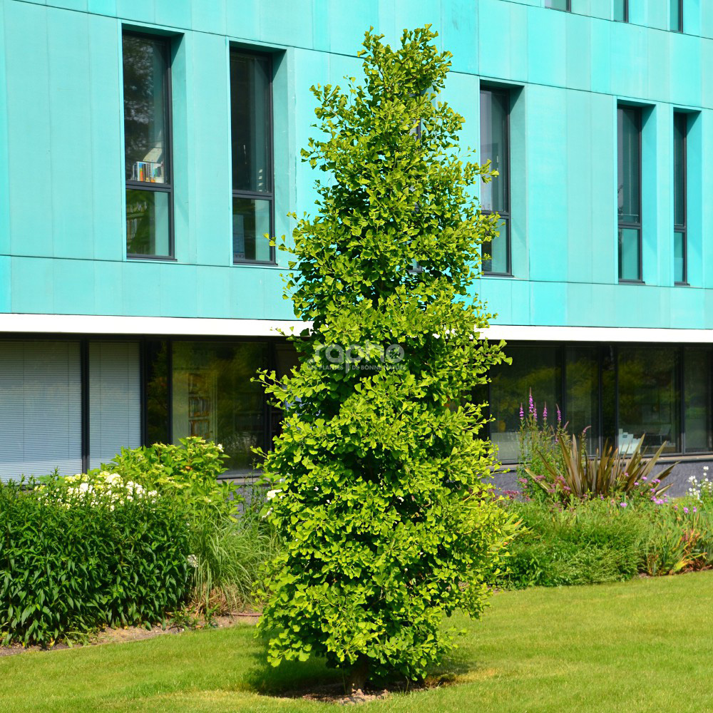 Ginkgo biloba 'Blagon'