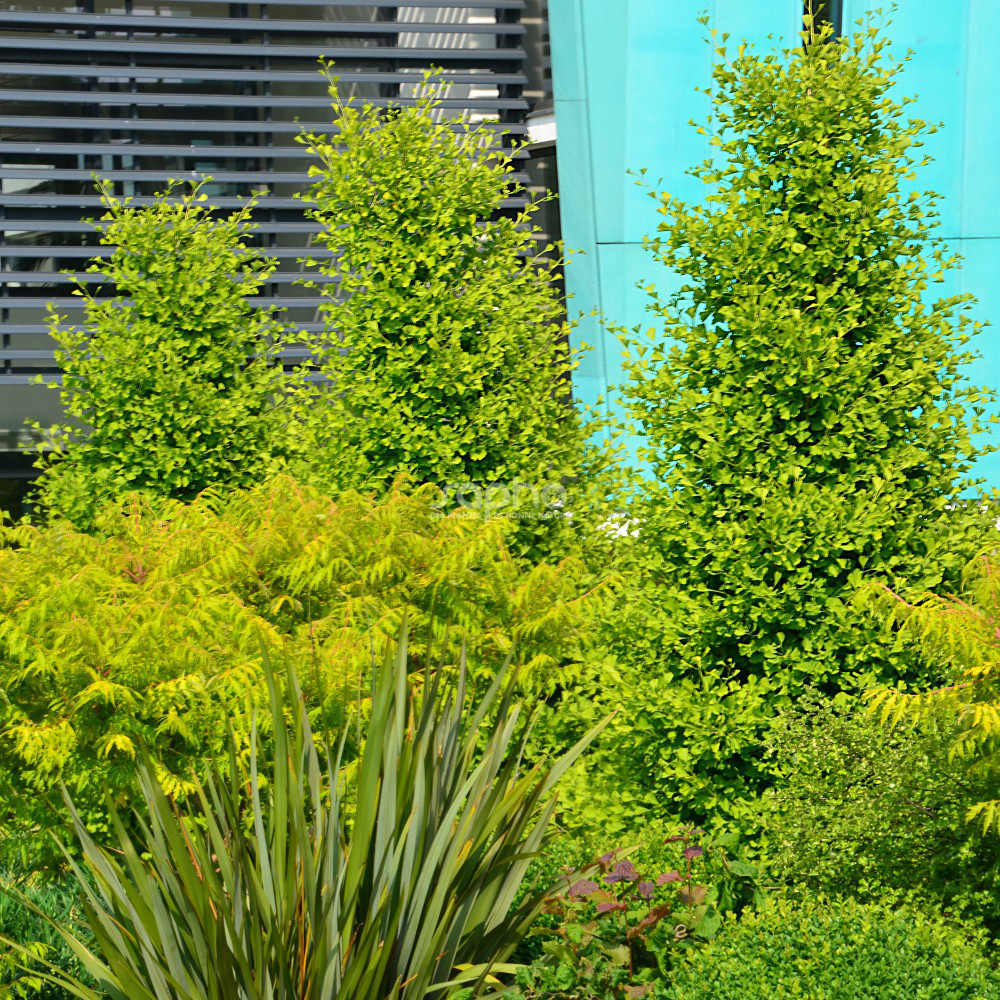 Ginkgo biloba 'Blagon'
