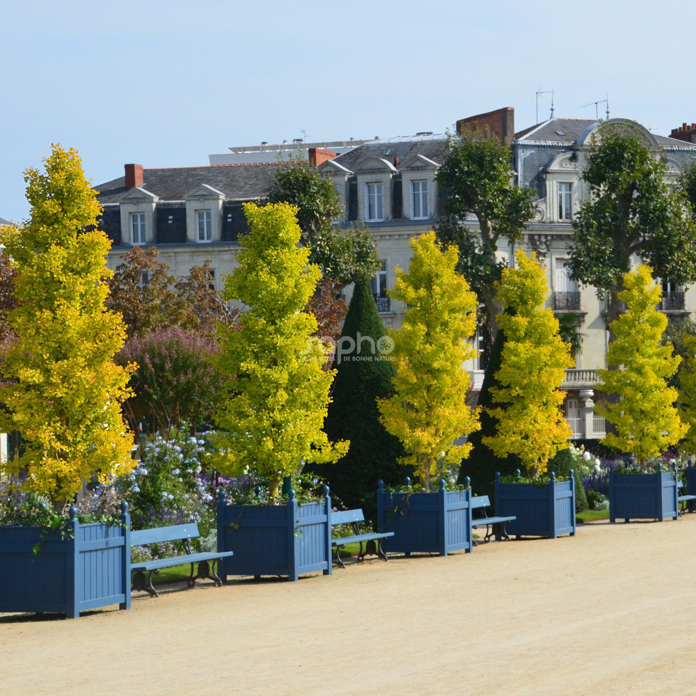 Ginkgo biloba 'Blagon'
