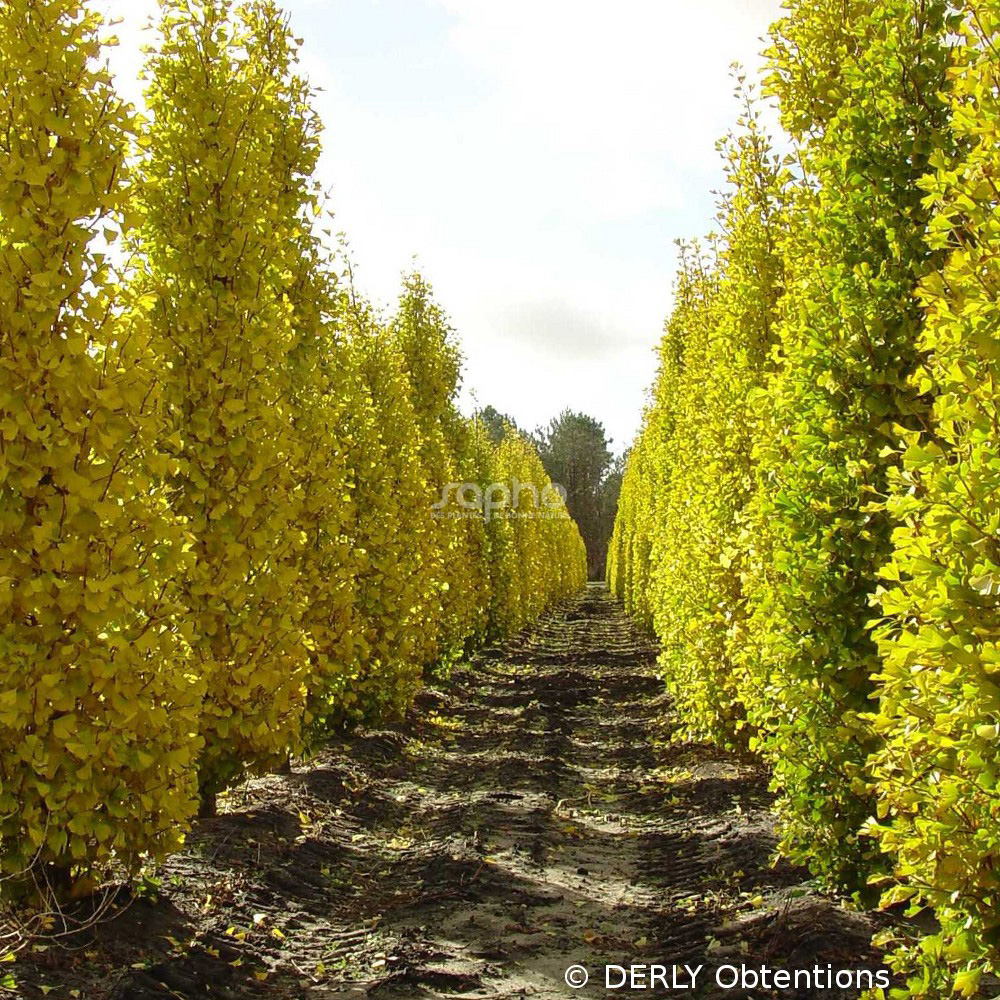 Ginkgo biloba 'Blagon'