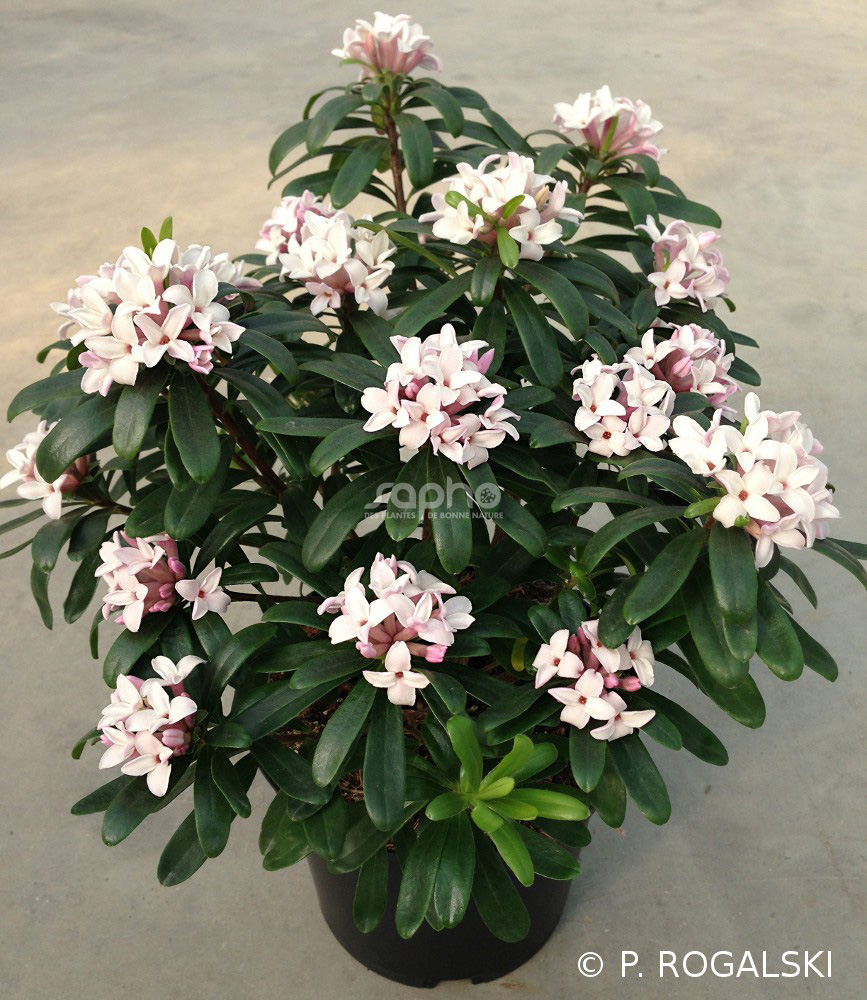 Daphne Transatlantica