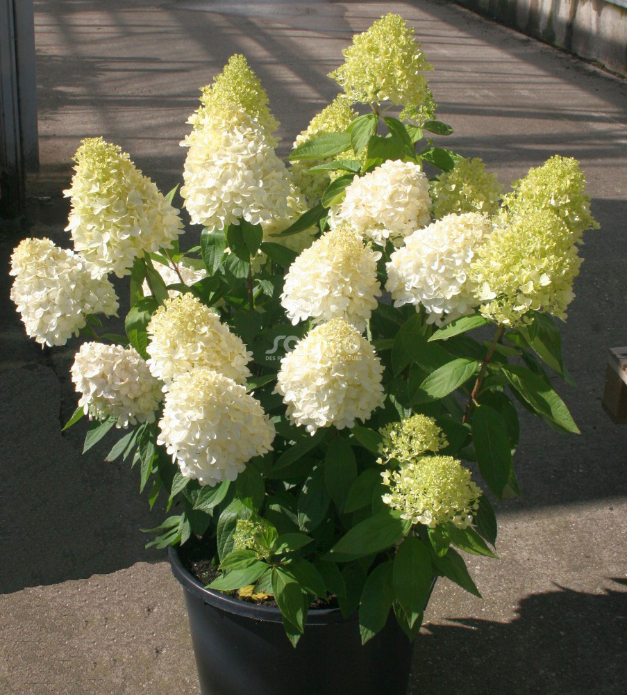hydrangea magical summer