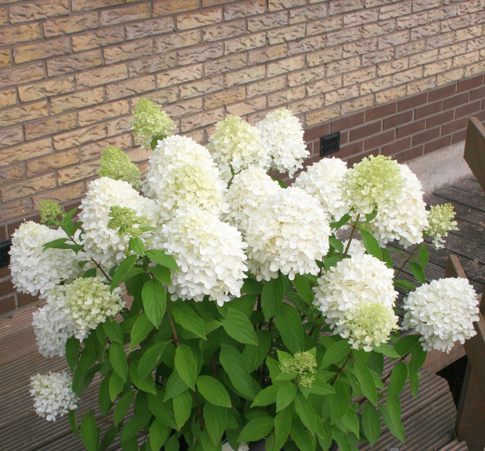 hydrangea magical summer