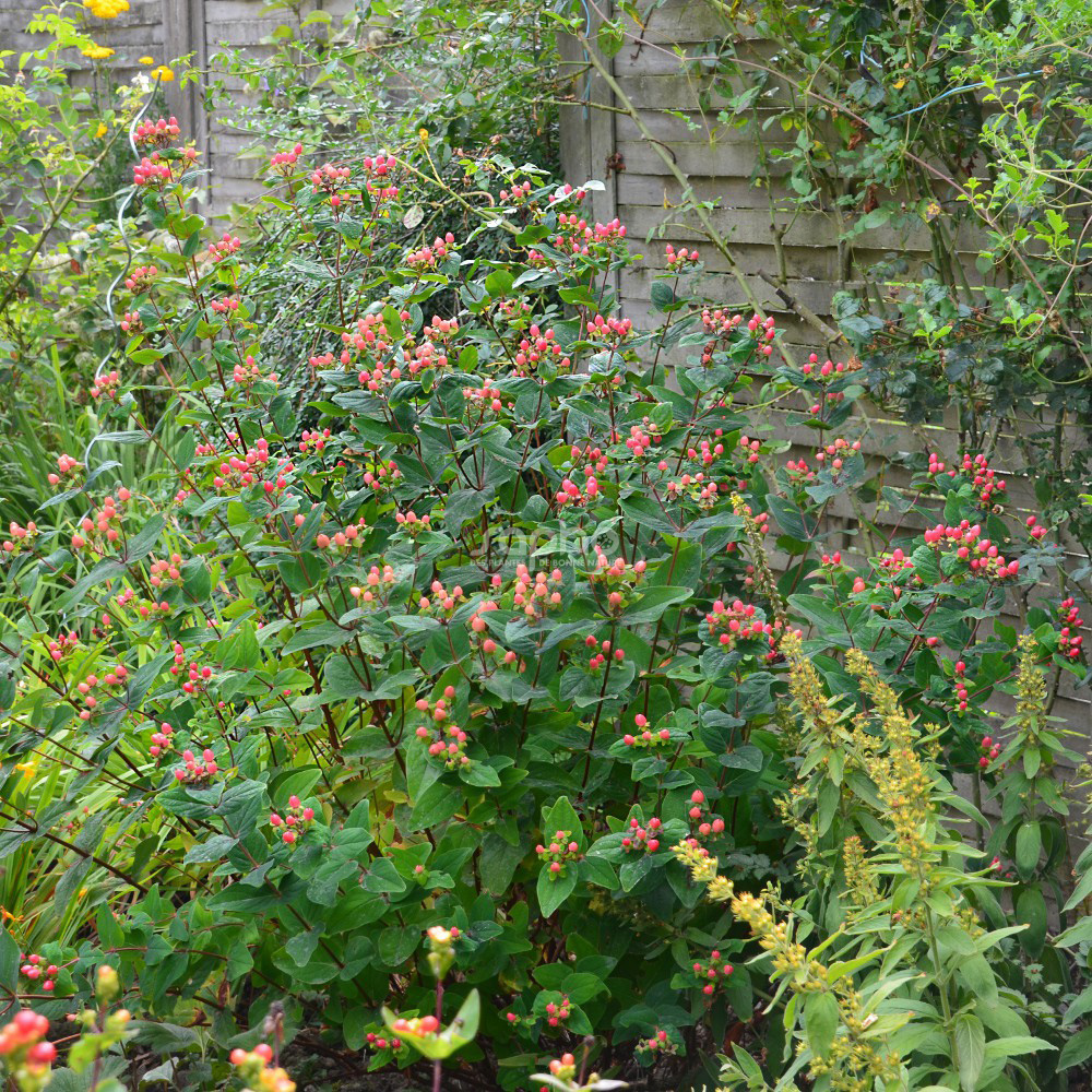 Hypericum x inodorum MAGICAL® Red Fame 'Kolmaref'