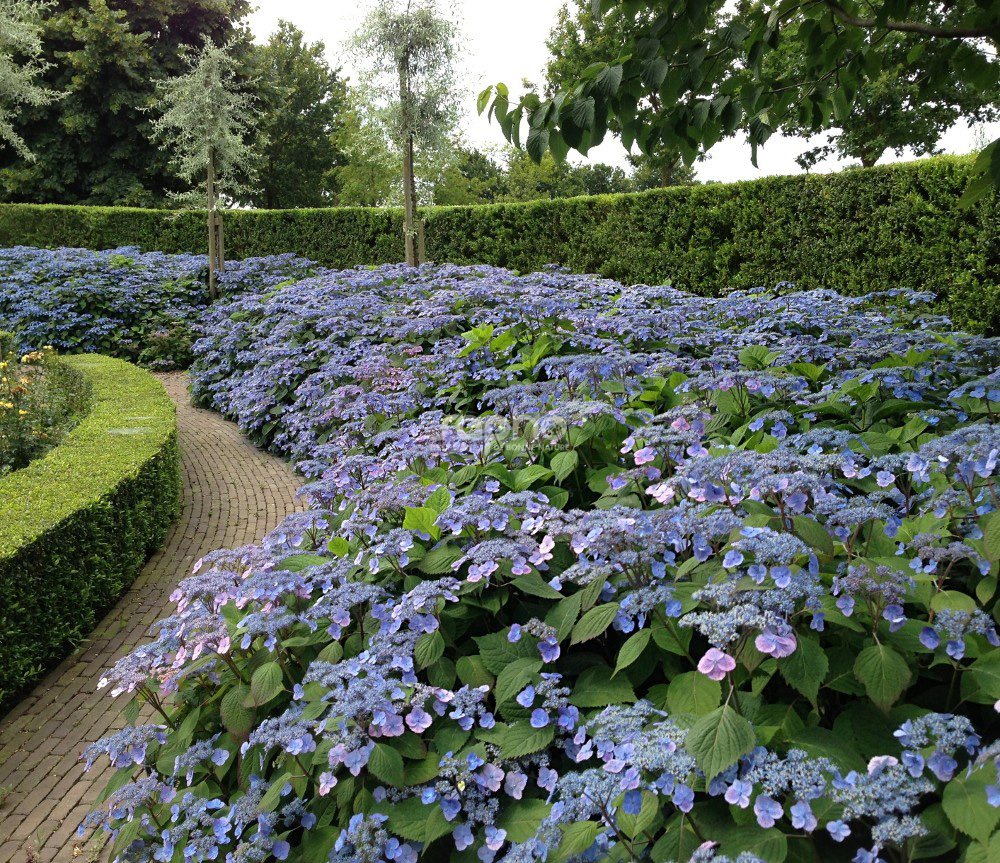 hydrangea veerle