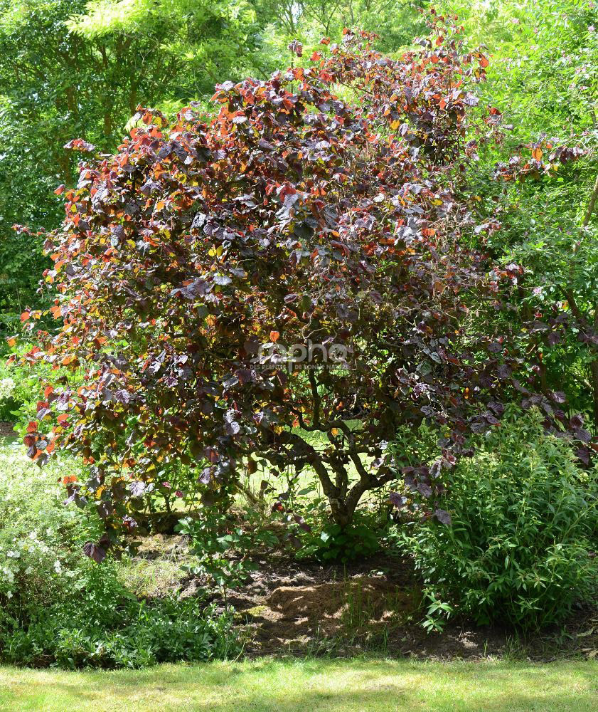 Corylus avellana 'Red Majestic'