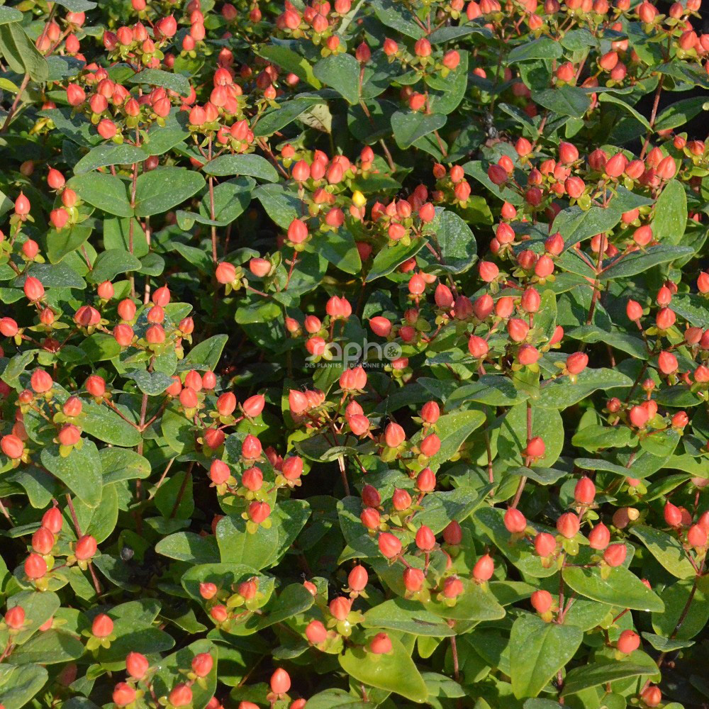 hypericum inodorum pumpkin