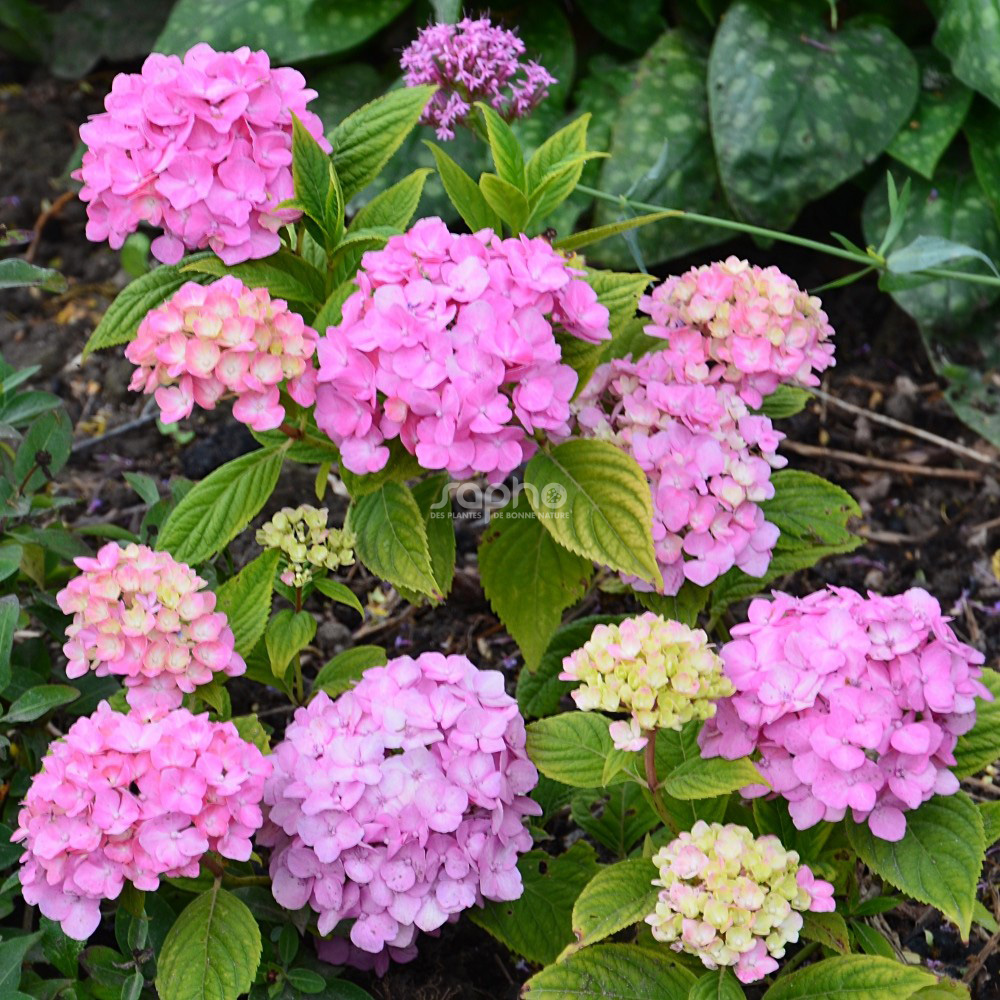 hydrangea roseanne