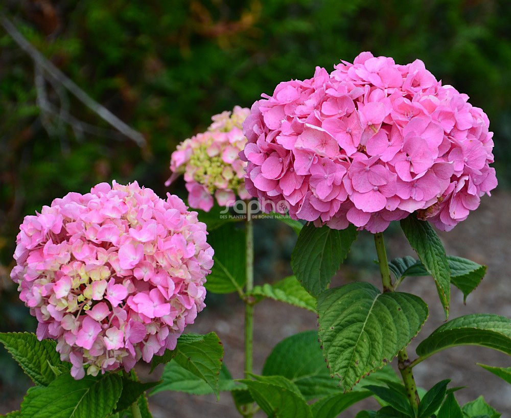 hydrangea roseanne