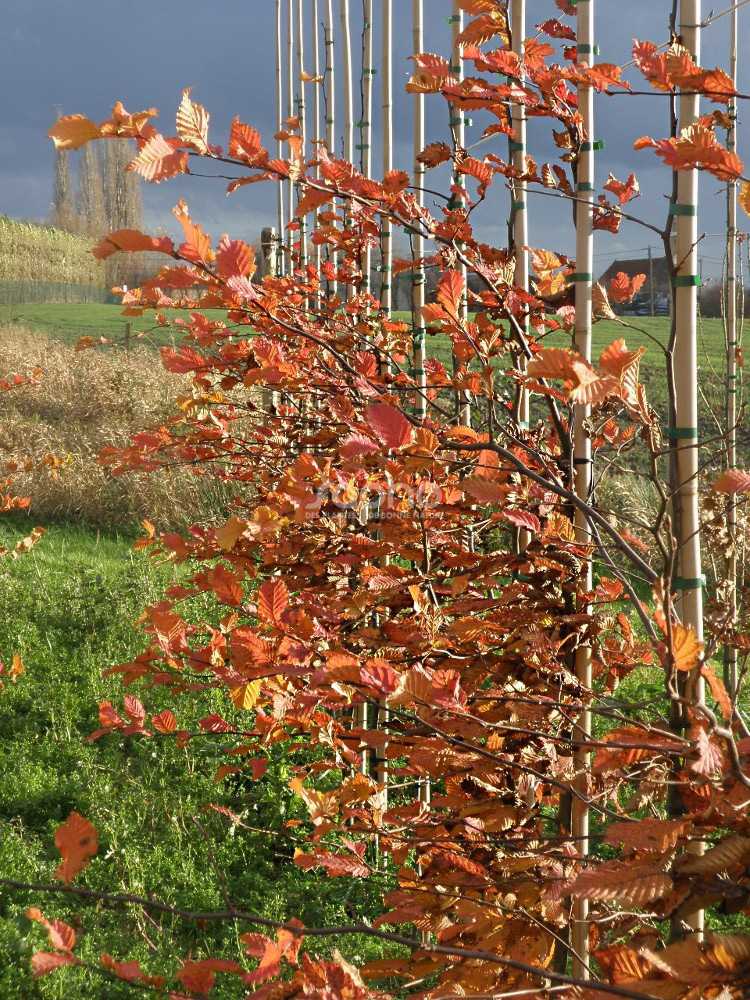 Carpinus betulus ROCKHAMPTON RED 'Lochglow'