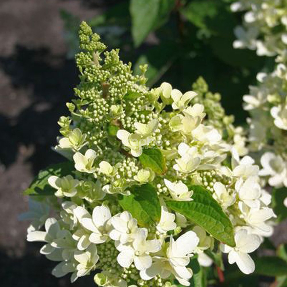 Hydrangea paniculata MAGICAL® Vesuvio 'Kolmavesu'