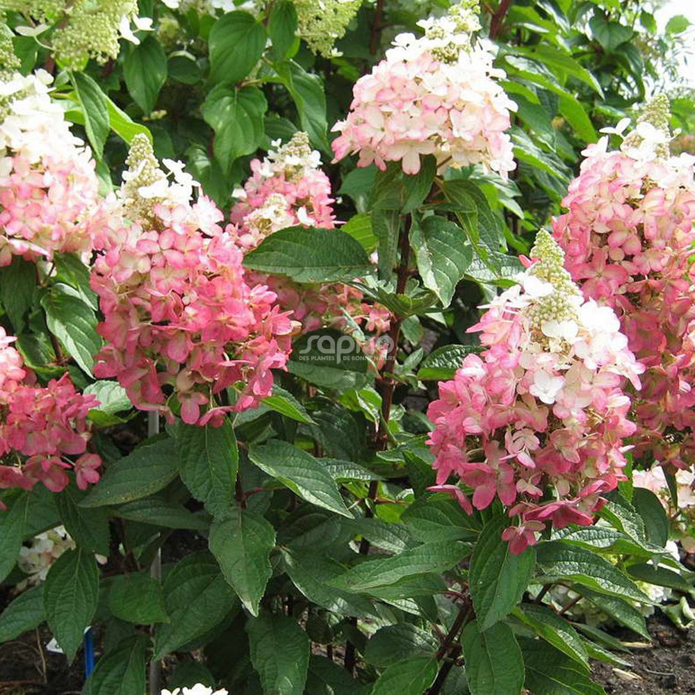 Hydrangea paniculata MAGICAL® Vesuvio 'Kolmavesu'