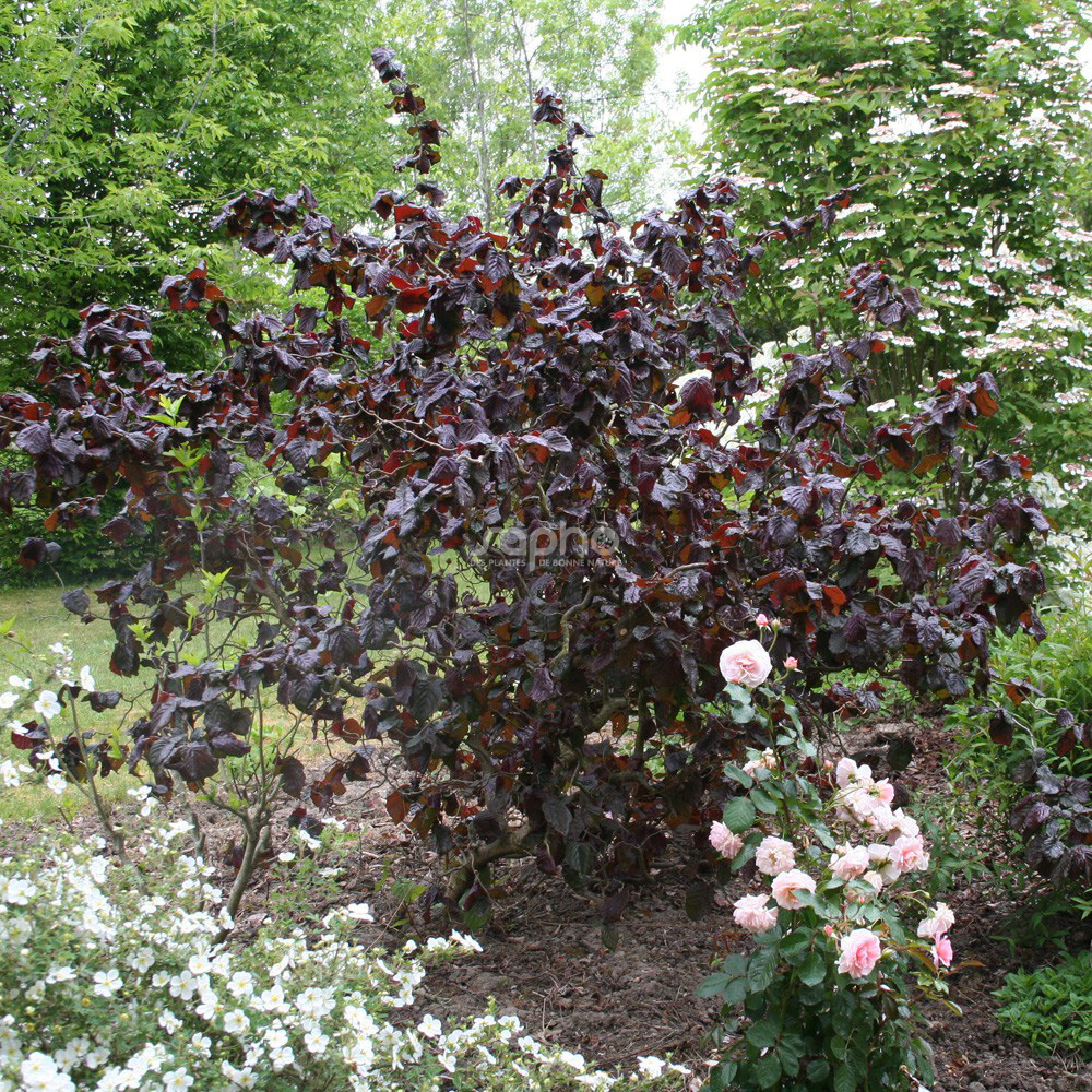 Corylus avellana 'Red Majestic'
