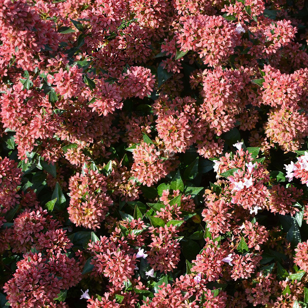 Abelia 'Raspberry Profusion'
