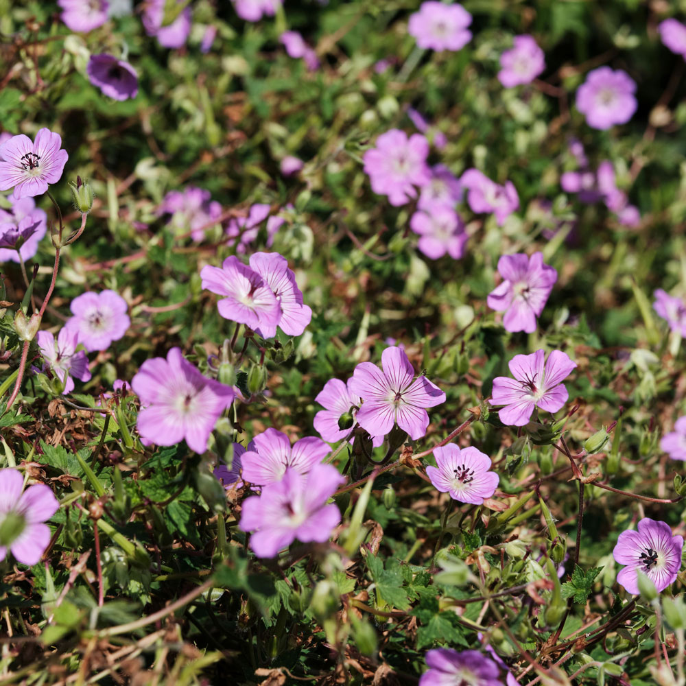 Geranium wallichianum MAGICAL® Delight 'Bocoalsdel'