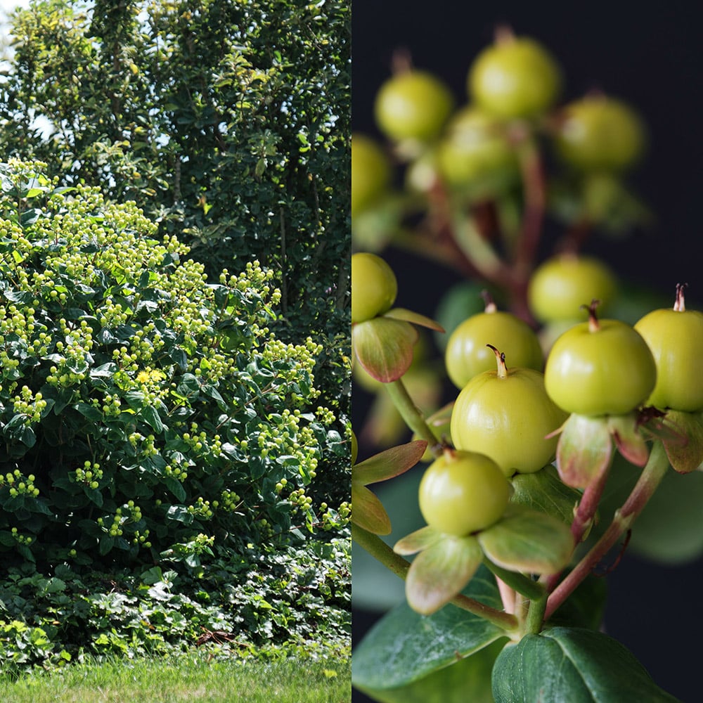 hypericum magical green