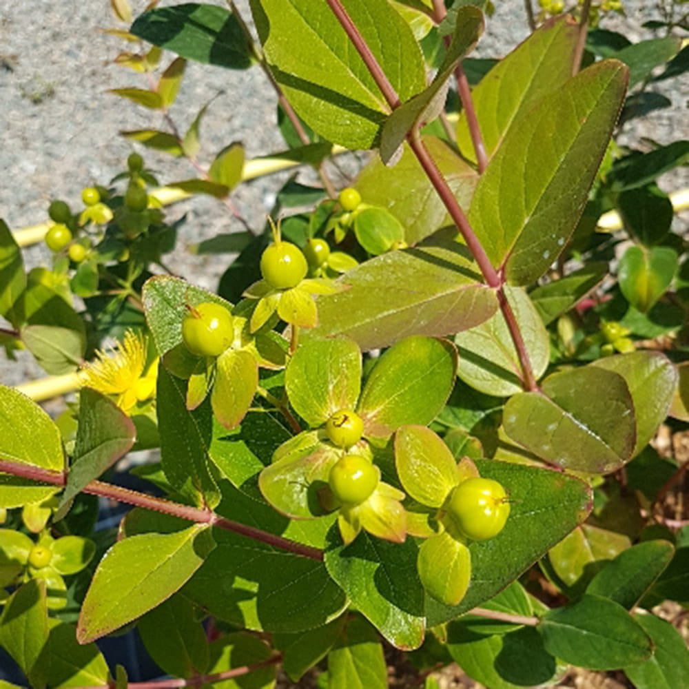 hypericum magical green
