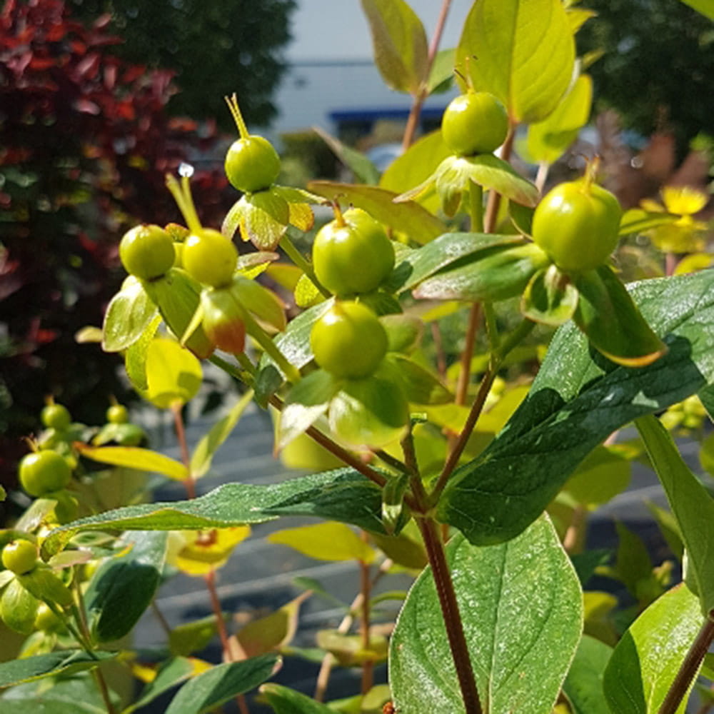 hypericum magical green