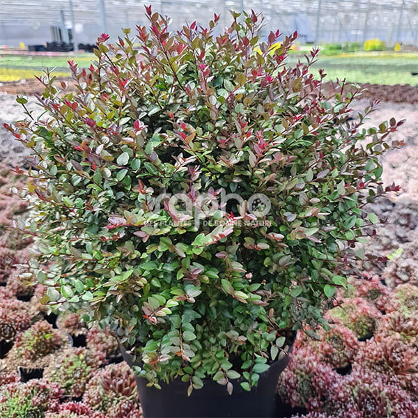 Lonicera nitida GARDEN CLOUDS® Purple storm 'GRLN02'