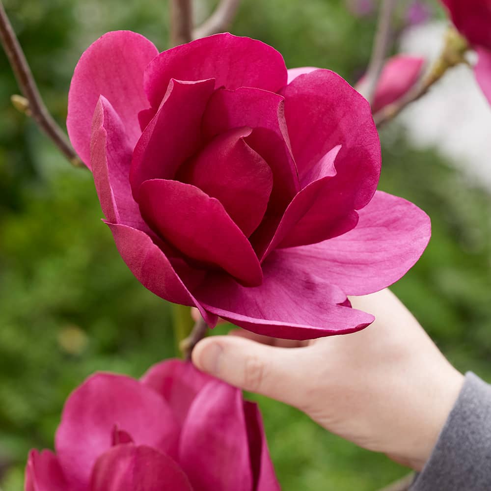 Magnolia x Emperor 'MGEMP2012'