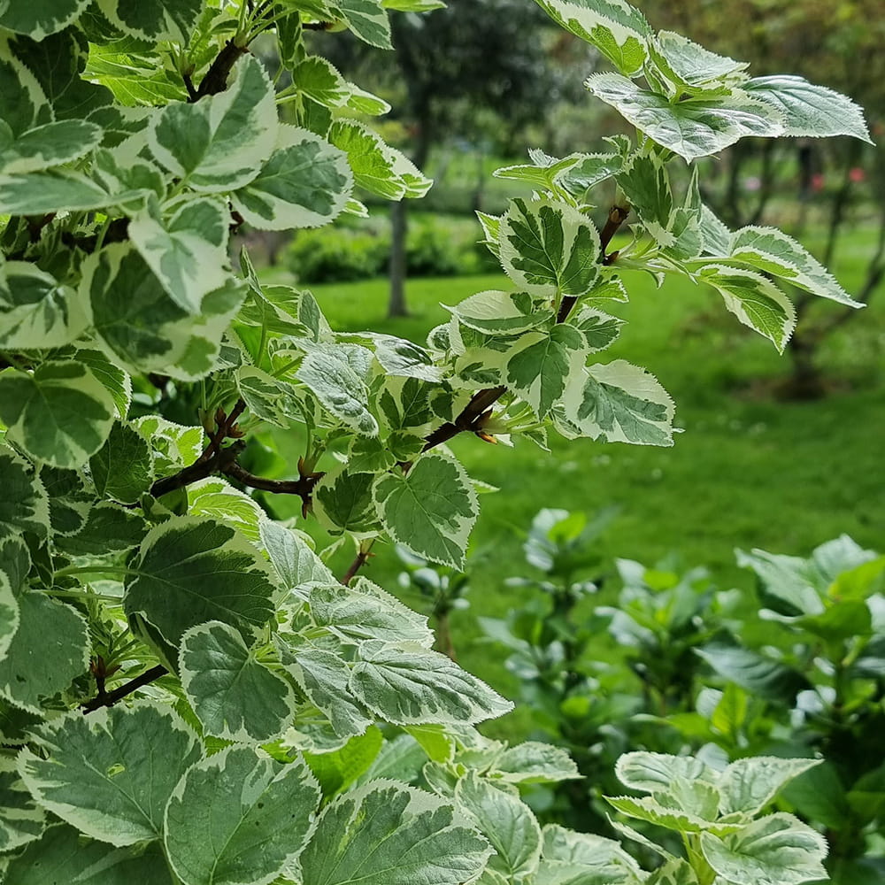 hydrangea silver lining
