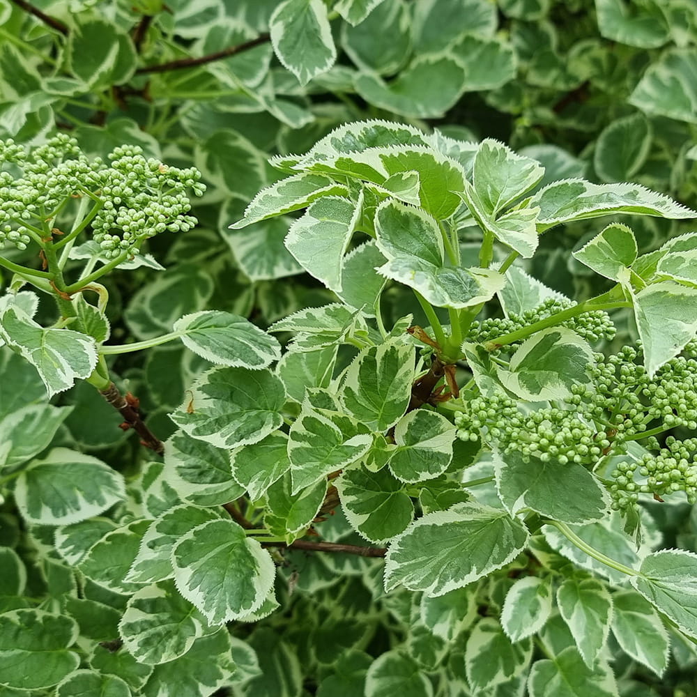 hydrangea silver lining