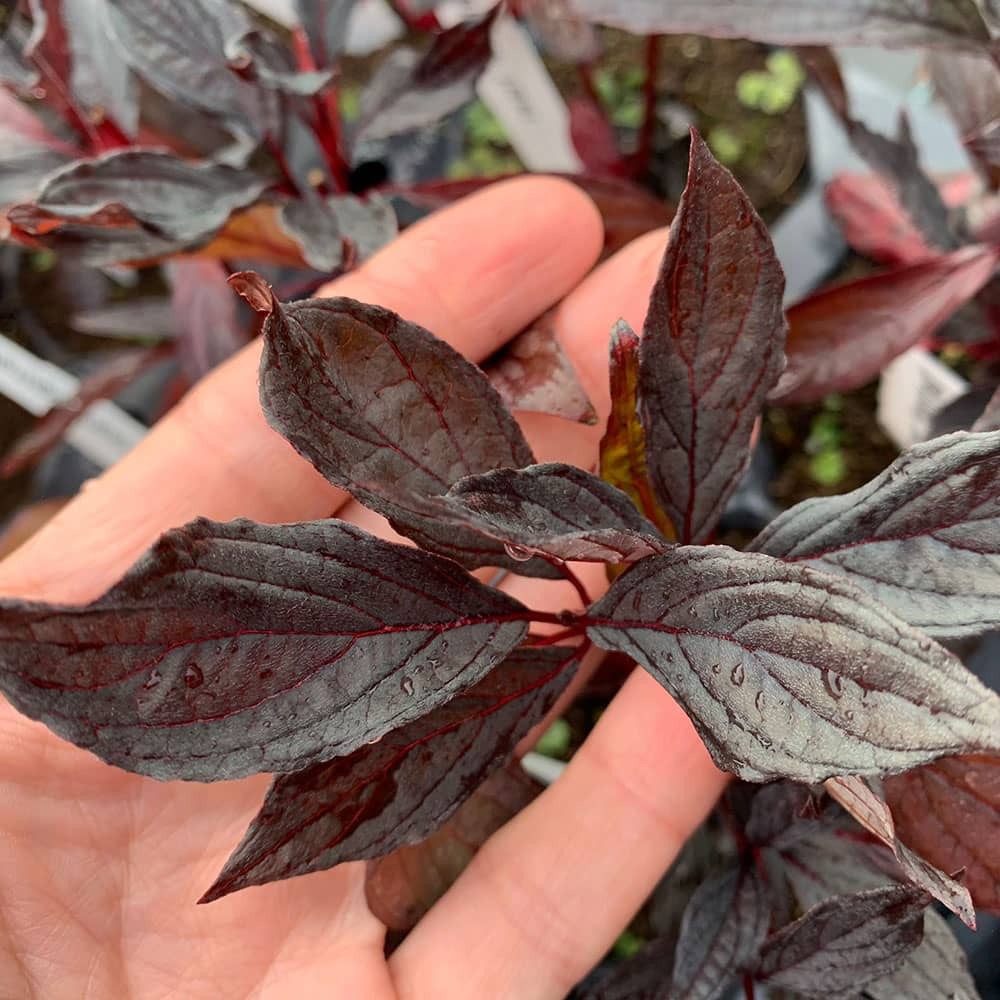 Cornus alba Nightfall 'Verpaalen3'