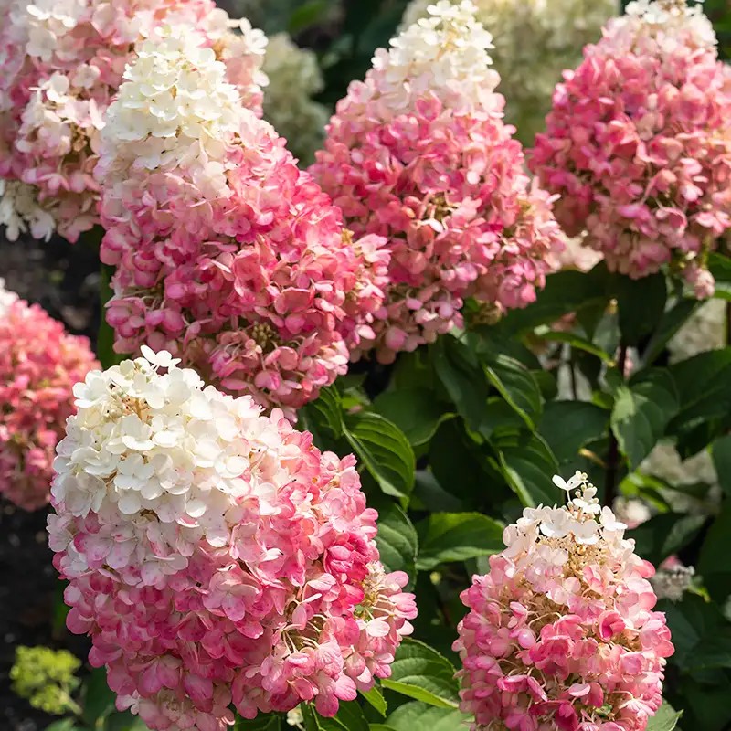 Hydrangea paniculata Living Pinky Promise® 'LCNO12'
