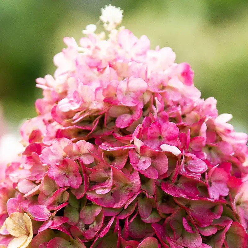 Hydrangea paniculata Living Pinky Promise® 'LCNO12'