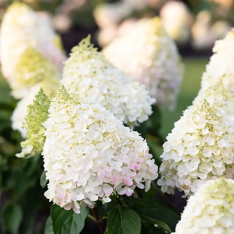 Hydrangea paniculata Living Pinky Promise® 'LCNO12'