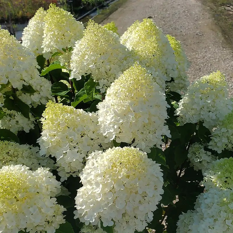 Hydrangea paniculata Living Sugar Rush® 'LCNO11'