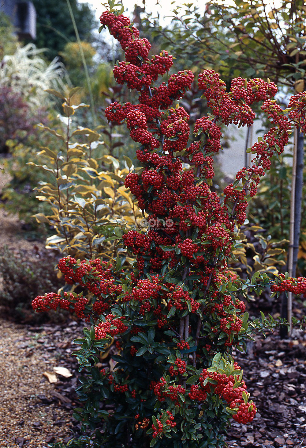 red pyracantha